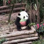 From Chengdu: Giant Pandas And Huanglongxi Ancient Town In One Day - Final Thoughts