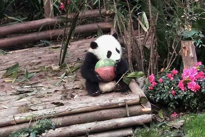 From Chengdu: Giant Pandas And Huanglongxi Ancient Town In One Day - Final Thoughts
