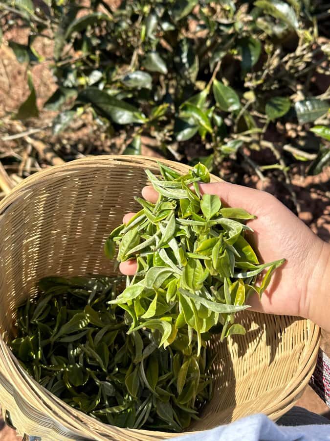 From Chengdu: Tea Garden, Bamboo Weaving & Ancient Town Tour - Who Would Love This Tour?