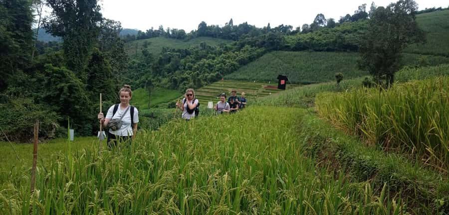 From Chiang Mai: 2-Day Trek with Hill Tribe Stay & Elephants - The Itinerary in Detail: What You Can Expect