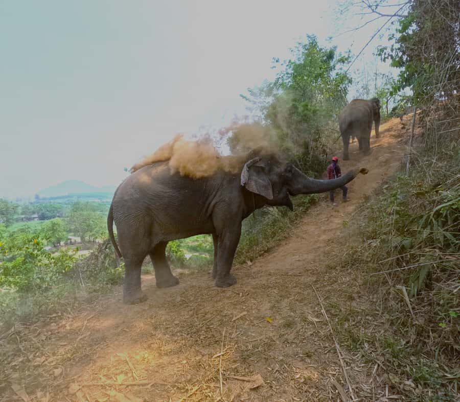 From Chiang Mai: Chiang Mai Elephant Care Morning Program - The River Bath and Post-Interaction Lunch