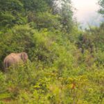 From Chiang Mai: Elephant Sanctuary & Pad Thai Workshop - Practical Details: What to Expect