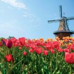 From Chicago:1-Day Windmill Island w/Seasonal Tulip Upgrade - Dutch Village Charm in Holland