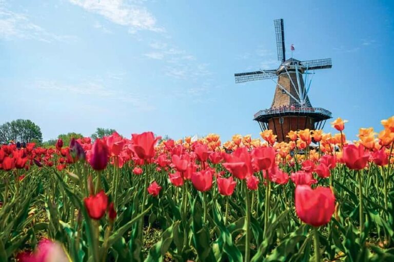 From Chicago:1-Day Windmill Island w/Seasonal Tulip Upgrade - Dutch Village Charm in Holland