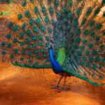 From Colombo : Yala National Park Safari With Tickets - The Value of This Tour