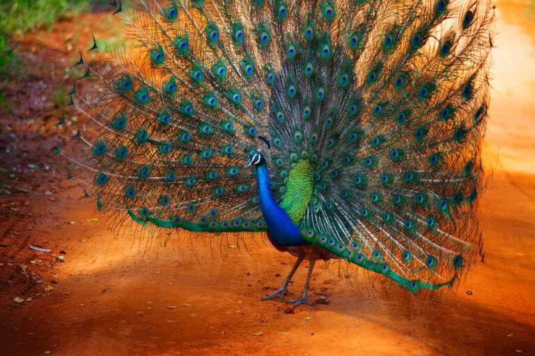 From Colombo : Yala National Park Safari With Tickets - The Value of This Tour