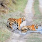 From Delhi: 3-Day Ranthambore Tiger Safari Tour - What to Expect and Practical Tips