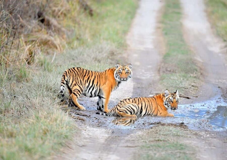 From Delhi: 3-Day Ranthambore Tiger Safari Tour - What to Expect and Practical Tips