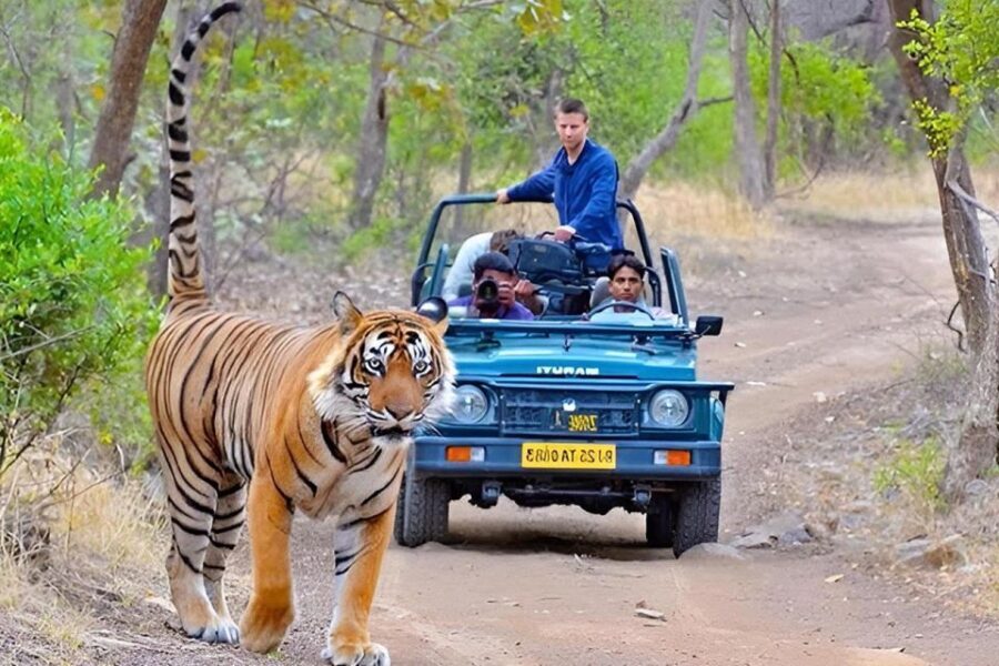 From Delhi: 4-Day Golden Triangle & Ranthambore Tiger Safari - The Value of This Tour