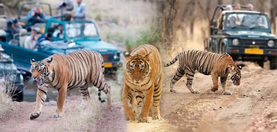 From Delhi: 5-Day Golden Triangle & Ranthambore Tiger Safari - What Makes This Tour Stand Out?