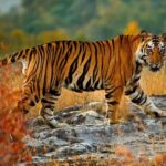From Delhi: 5-Day Golden Triangle Tour with Safari & Birds - What Makes This Tour Stand Out