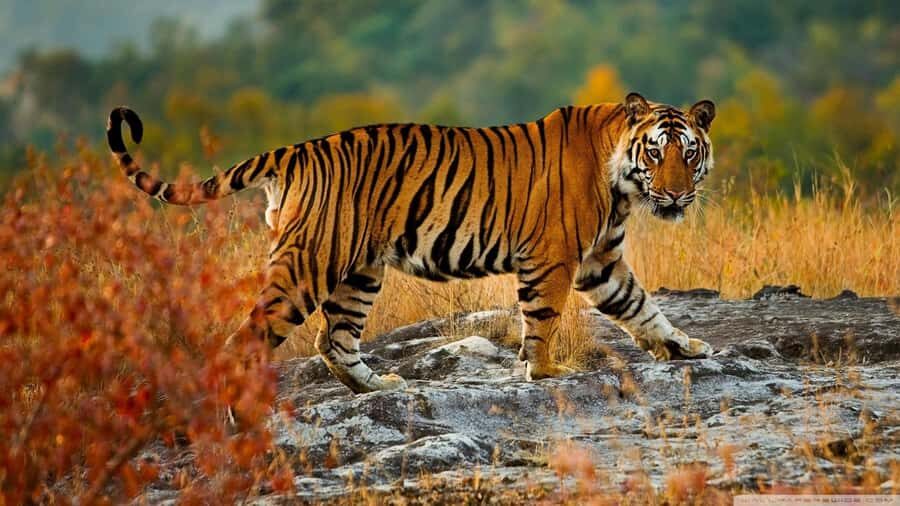 From Delhi: 5-Day Golden Triangle Tour with Safari & Birds - What Makes This Tour Stand Out