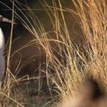 From Delhi, Agra, or Jaipur: Bharatpur Bird Sanctuary Tour - What to Expect from the Bharatpur Bird Sanctuary Tour