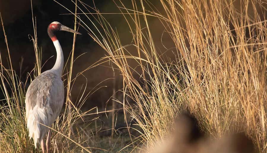 From Delhi, Agra, or Jaipur: Bharatpur Bird Sanctuary Tour - What to Expect from the Bharatpur Bird Sanctuary Tour