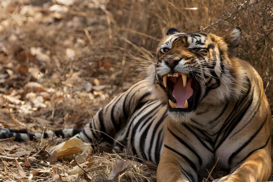 From Delhi: Golden Triangle & Ranthambore Tiger Safari 4 Day - What Makes This Tour Stand Out?