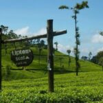 From Ella: Lipton Seat & Dambetenna Tea Factory Private Day Trip - What’s Included and What to Consider