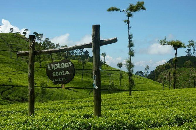 From Ella: Lipton Seat & Dambetenna Tea Factory Private Day Trip - What’s Included and What to Consider