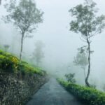 From Ella: Tea Adventure Tour in Haputale With Village Lunch - Why This Tour Offers Great Value