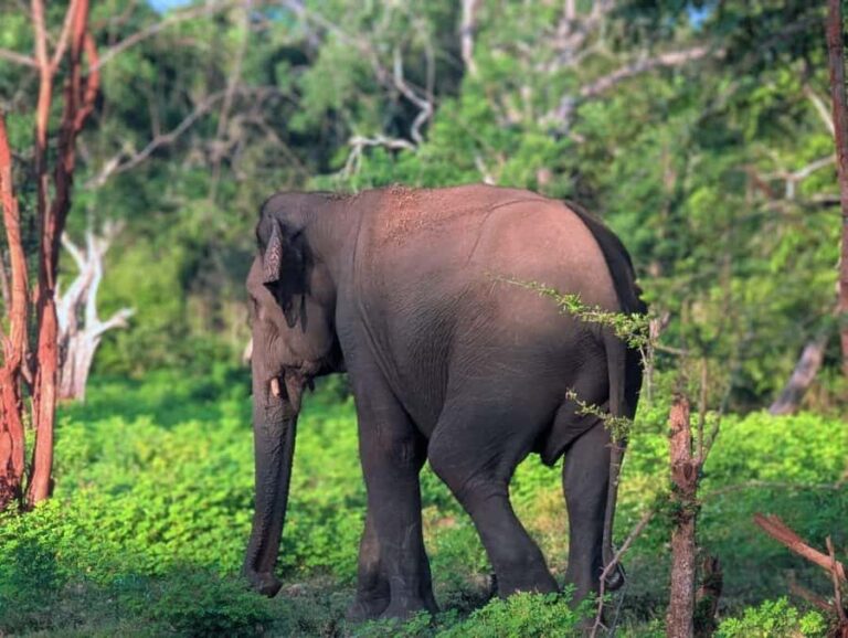 From Ella to Yala National Park Safari with Tree House Stay - The Sunset Beach BBQ: A Serene Evening