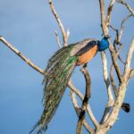 From Galle: Udawalawe National Park Elephant Safari - The Experience Provider: Prestige Escapes LK