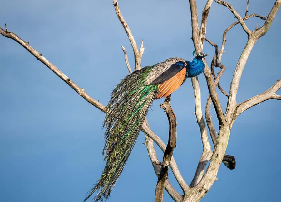 From Galle: Udawalawe National Park Elephant Safari - The Experience Provider: Prestige Escapes LK