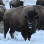 From Gardiner: Yellowstone Private Wolf & Wildlife Tour - The Details That Matter