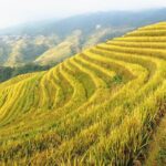 From Guilin/Yangshuo: Longji Rice Terraces and Ethnic Minority Village Day Tour - Practical Tips for Your Trip