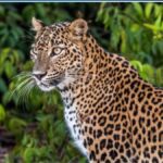 From Hambantota Port: All Inclusive Half Day Safari in Yala - Itinerary Breakdown