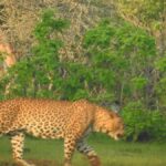 From Hambantota Port: Yala National Park Safari - What to Expect from Your Safari Adventure