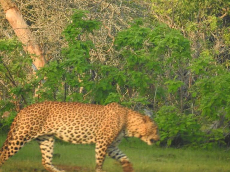 From Hambantota Port: Yala National Park Safari - What to Expect from Your Safari Adventure