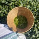 From Hangzhou: Longwu Tea Village, Longmen Town & Dam Tour - Practical Details and Tips