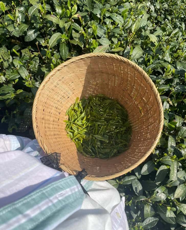 From Hangzhou: Longwu Tea Village, Longmen Town & Dam Tour - Practical Details and Tips
