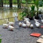 From Hanoi: Scenic Ninh Binh Motorbike Tour to Hidden Treasures - Frequently Asked Questions