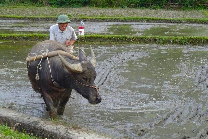 From Hanoi: THE BEST Day Trip to Mai Chau Explore Rural Villages - Authentic Experiences and Traveler Feedback