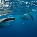 From Isla Mujeres/Riviera Maya: Swim with whale sharks!! - What to Expect: A Day of Marine Magic