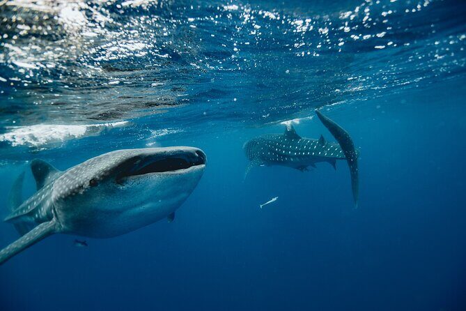From Isla Mujeres/Riviera Maya: Swim with whale sharks!! - What to Expect: A Day of Marine Magic