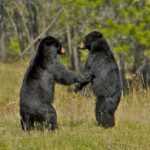 From Jackson: 4-Hour Eco Safari in Grand Teton National Park - Final Thoughts