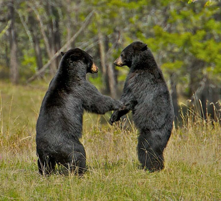 From Jackson: 4-Hour Eco Safari in Grand Teton National Park - Final Thoughts