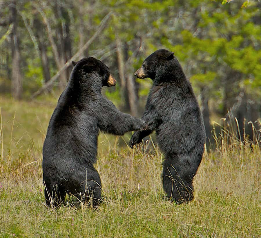 From Jackson: 4-Hour Eco Safari in Grand Teton National Park - Final Thoughts