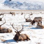 From Jackson Hole: Half-Day Grand Teton Winter Wildlife Tour - Who Would Enjoy This Tour?