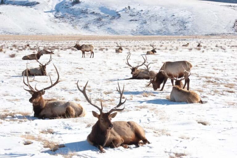 From Jackson Hole: Half-Day Grand Teton Winter Wildlife Tour - Who Would Enjoy This Tour?