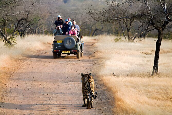 From Jaipur: 2 Days Private Tour of Ranthanbore Tigers Safari - Authentic Reviews and Honest Feedback