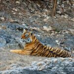 From Jaipur All-Inclusive Ranthambore Tiger Safari Day Tour - The Wildlife Safari: A Closer Look