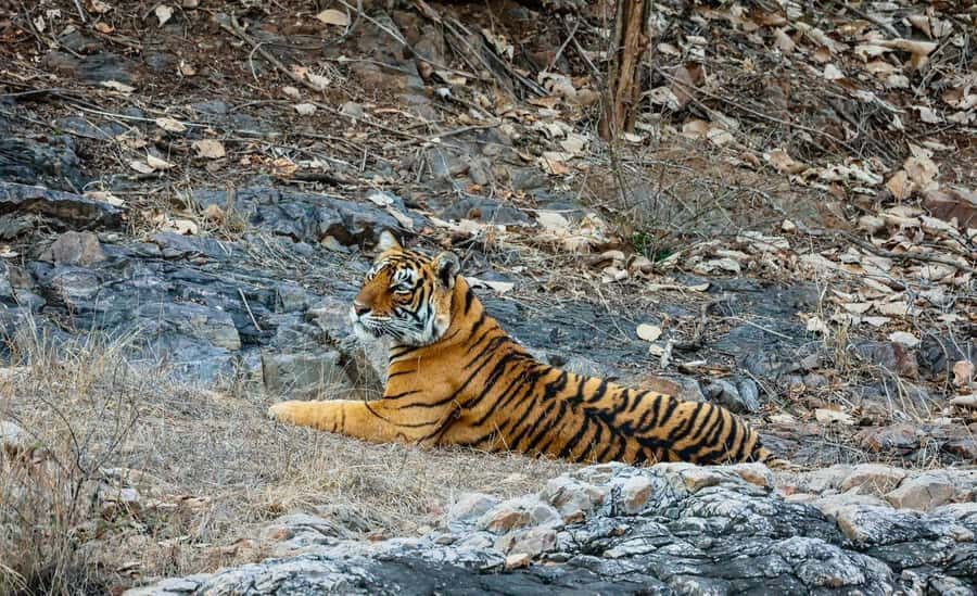 From Jaipur All-Inclusive Ranthambore Tiger Safari Day Tour - The Wildlife Safari: A Closer Look