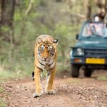 From Jaipur: Explore Ranthambore on a Tiger Safari Day Trip - What to Expect and Why It Matters