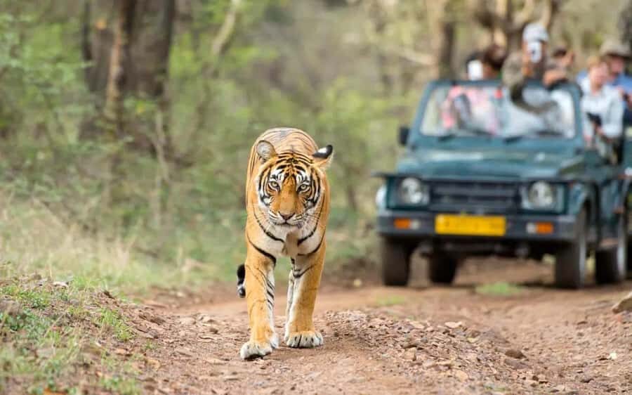 From Jaipur: Explore Ranthambore on a Tiger Safari Day Trip - What to Expect and Why It Matters