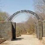 From Jaipur: Nahargarh Lion Safari Biological Park Tour - Is This Tour Worth It? Analyzing the Value