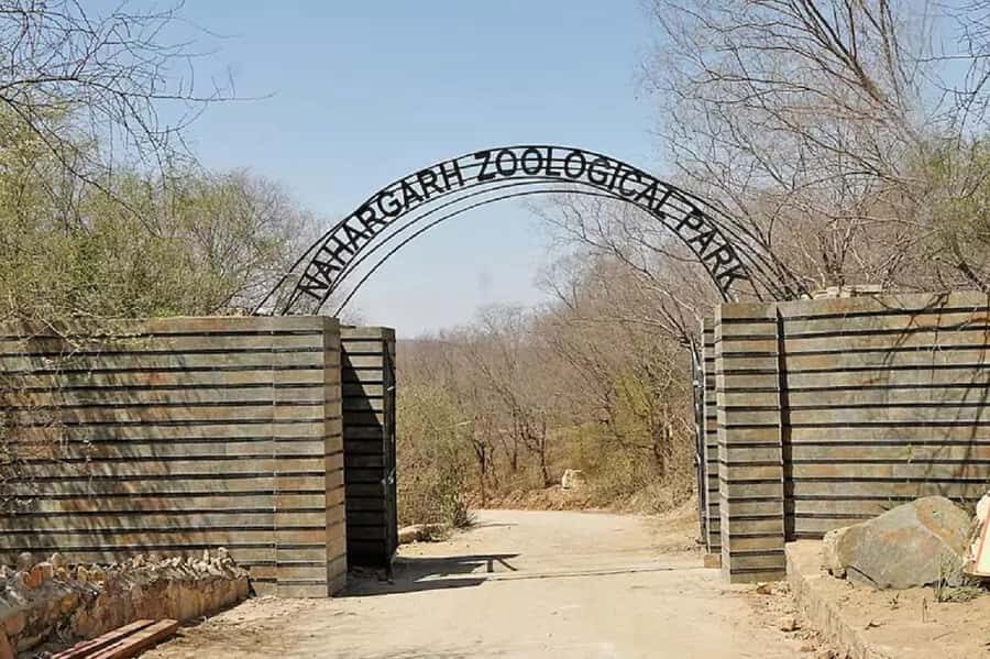 From Jaipur: Nahargarh Lion Safari Biological Park Tour - Is This Tour Worth It? Analyzing the Value