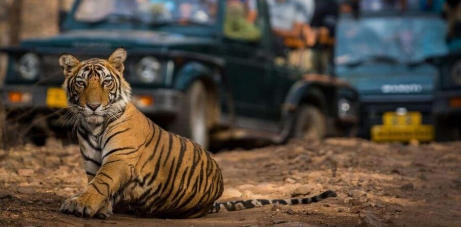 From Jaipur: Private Ranthambore Day Trip with Tiger Safari - The Safari Experience