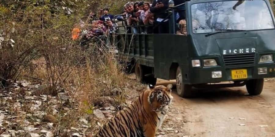 From Jaipur: Private Ranthambore Park Trip with Tiger Safari - Is It Good Value?